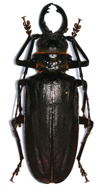 Coleoptera Cerambycidae Prioninae Anthracocentrus arabicus