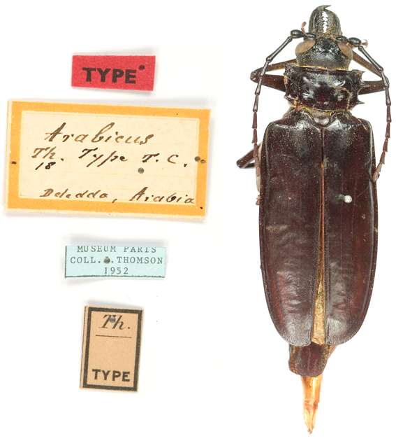 Coleoptera Cerambycidae Prioninae Anthracocentrus arabicus