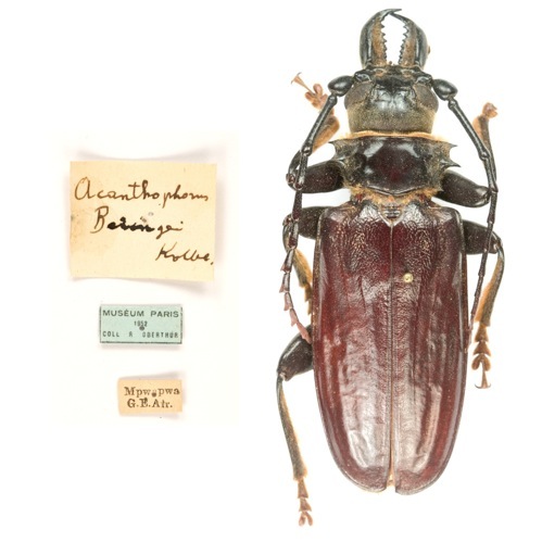 Coleoptera Cerambycidae Prioninae Anthracocentrus beringei