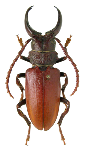 Coleoptera Cerambycidae Prioninae Cacosceles (Zelogenes) newmannii