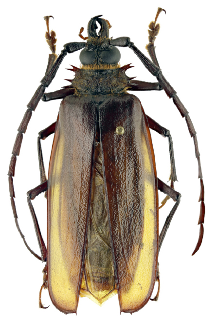 Coleoptera Cerambycidae Prioninae Derobrachus cusucoensis