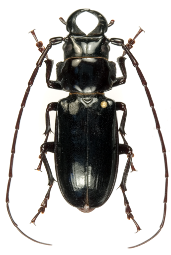 Coleoptera Cerambycidae Prioninae Notophysis laevis