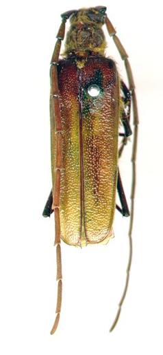 Coleoptera Cerambycidae Prioninae Ochrocydus huttoni