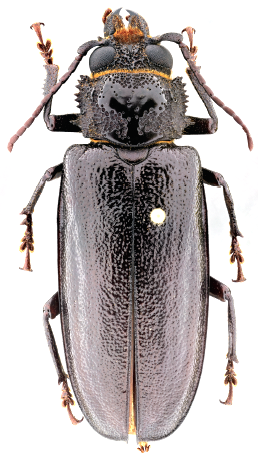 Coleoptera Cerambycidae Prioninae Mallodontini