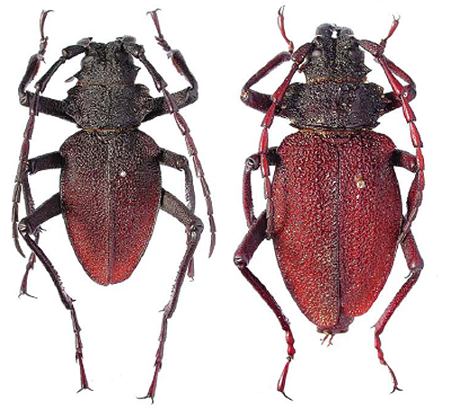 Coleoptera Cerambycidae Prioninae Prionacalus uniformis