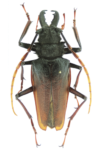 Coleoptera Cerambycidae Prioninae Psalidognathus antonkozlovi