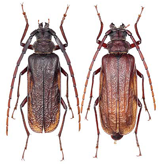 Coleoptera Cerambycidae Prioninae Sarmydus cheni