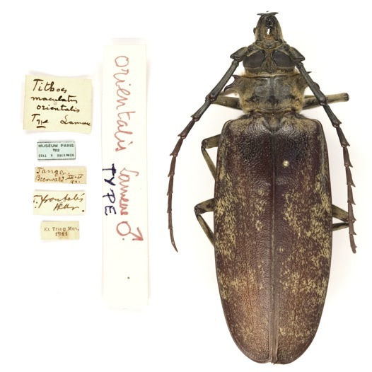 Coleoptera Cerambycidae Prioninae Tithoes maculatus orientalis